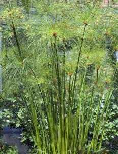 What is Papyrus? (with pictures)