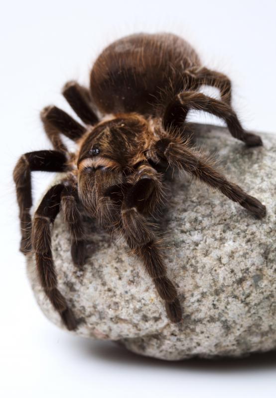 What is the Tarantella? (with picture)