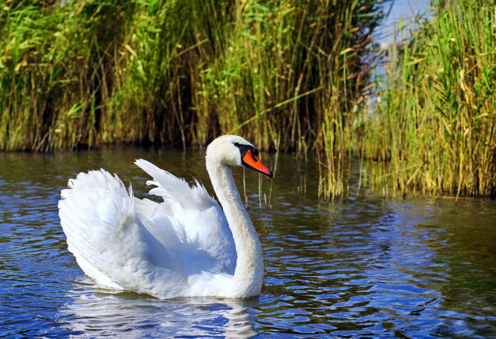 What is Swan Lake? (with pictures)